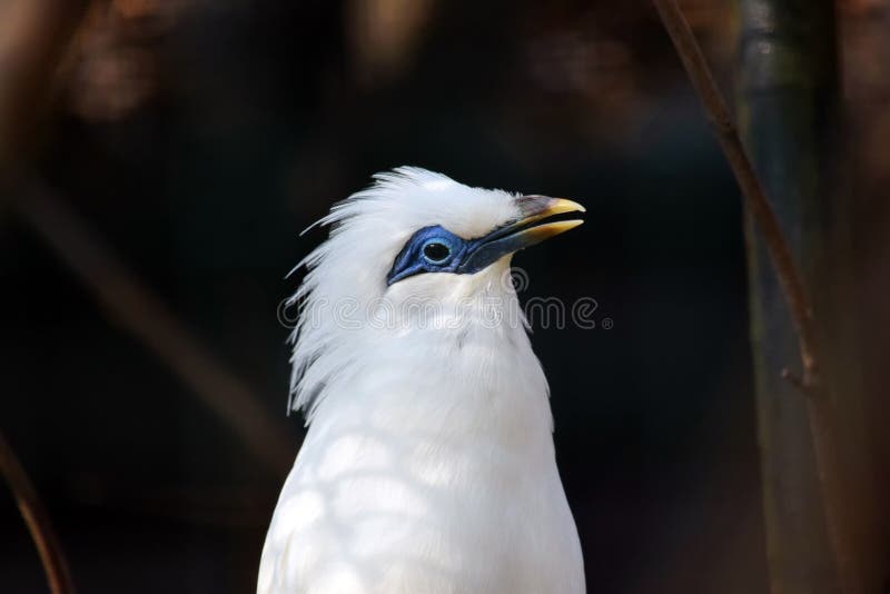 White Exotic Bird Bali Myna Head Stock Afbeelding - Image of bedreigd ...