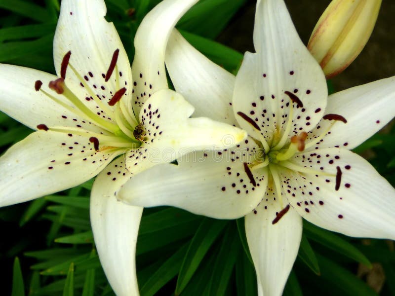 White Exotic Lilies stock photo. Image of wedding, speckled - 1093760