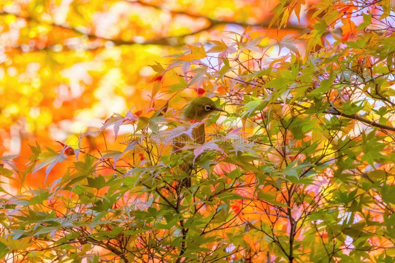White-eye Bird on Branch of Colorful Maple Tree Stock Image - Image of ...