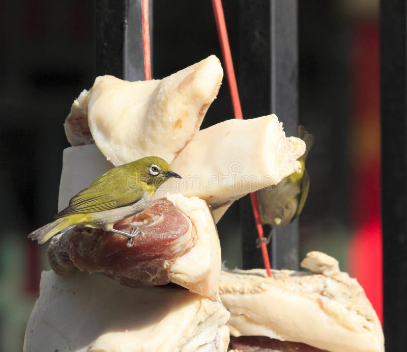 White-eye Bird Eating Chinese Bacon Stock Image - Image of freedom ...
