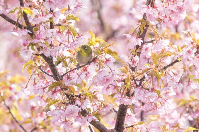 A White-eye Bird Perching on Sasanqua Tree in Springtime of Japan Stock ...