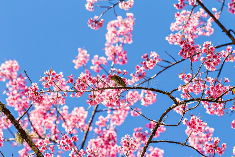 White-eye Bird Standing on the Cherry Blossom Stock Photo - Image of ...