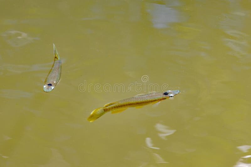 White Eye Fish, Oxyzygonectes Dovii, on the Surface of Muddy Water ...