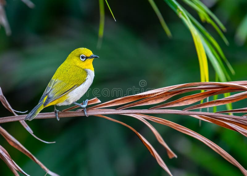 A White Eye Oriental Bird Looking Back Stock Image - Image of bird ...