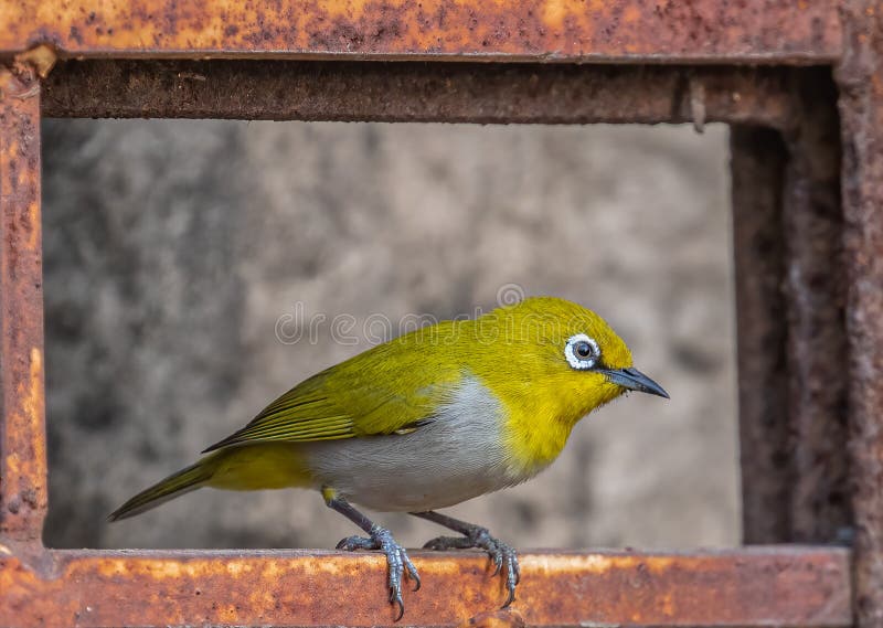 White Eye Oriental Bird Looking into Camera Stock Photo - Image of ...