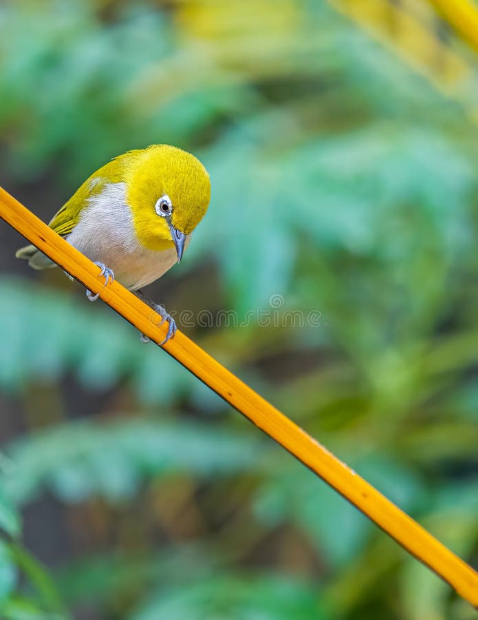A sun bird looking back stock image. Image of beauty - 237519789