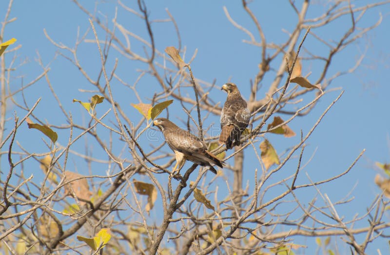 White-eyed Buzzard Pair on Tree Stock Image - Image of forest, buzzard ...