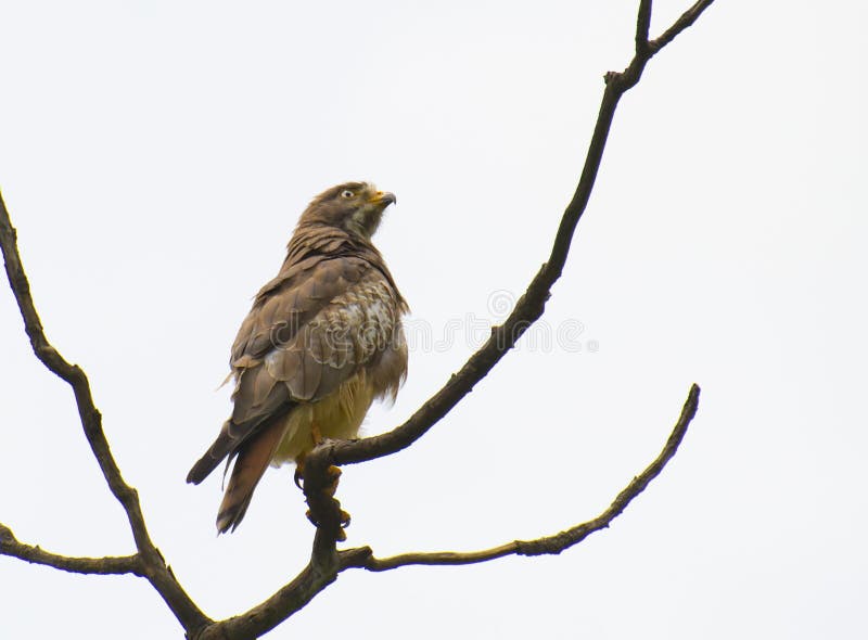 White-eyed Buzzard Perching on Leafless Tree Branch Stock Image - Image ...