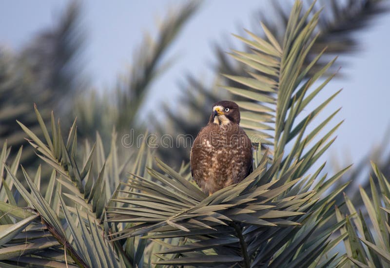 White Eyed Buzzard is Sitting on the Date Tree in Morning Light Stock ...
