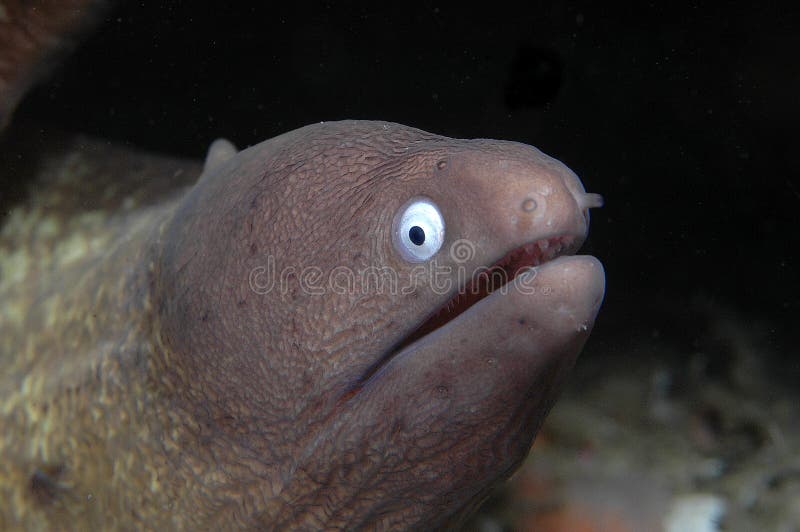 White moray eel macro stock photo. Image of nature, white - 10645846
