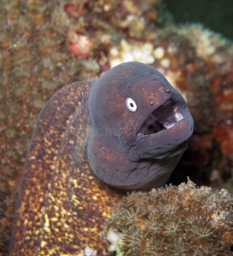 White eyed moray eel stock image. Image of watersports - 24289221