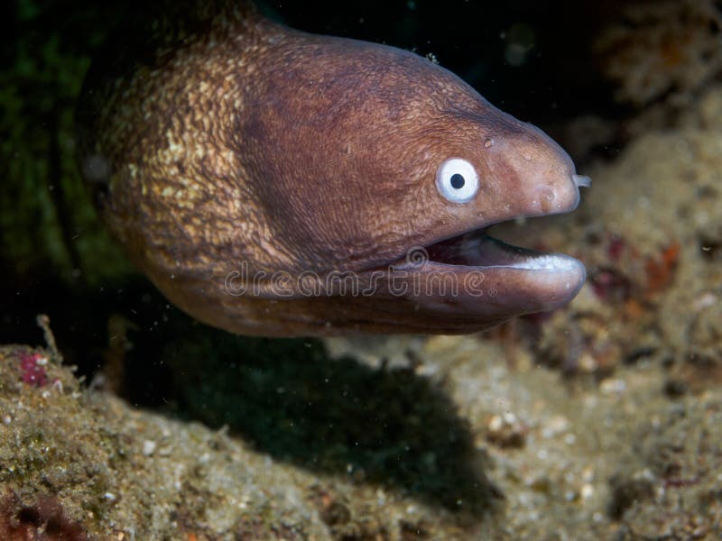 White moray eel macro stock photo. Image of nature, white - 10645846