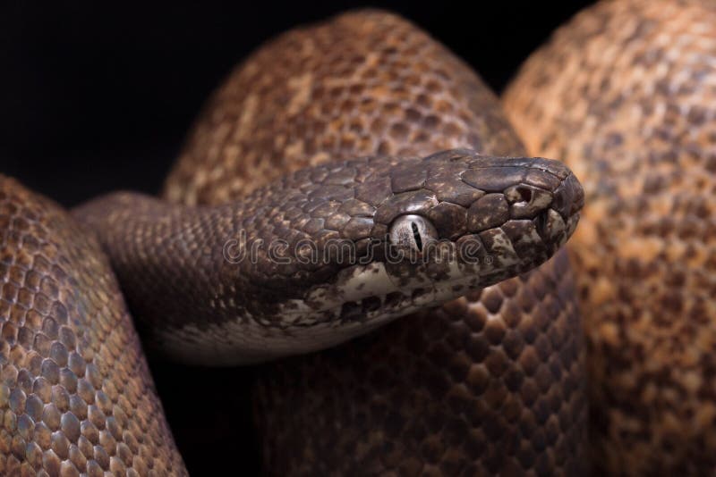 White-eyed Python, Liasis Mackloti Savuensis Isolated on Black ...