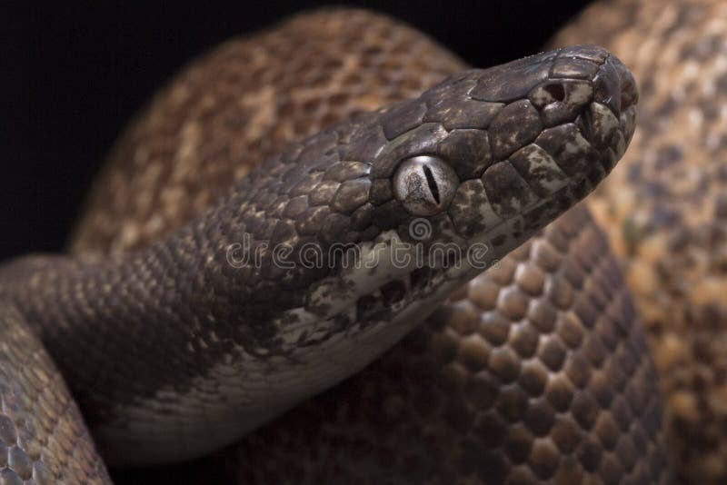 White-eyed Python, Liasis Mackloti Savuensis Isolated on Black ...