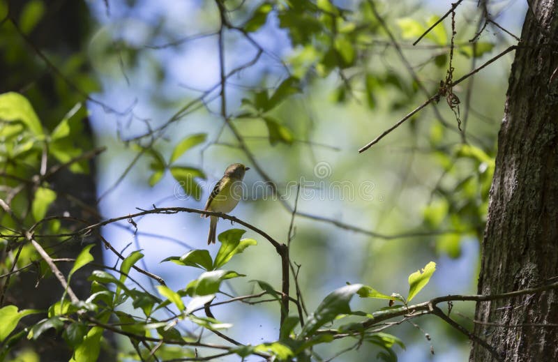 White-Eyed Vireo Bird stock photo. Image of growth, birding - 213929044