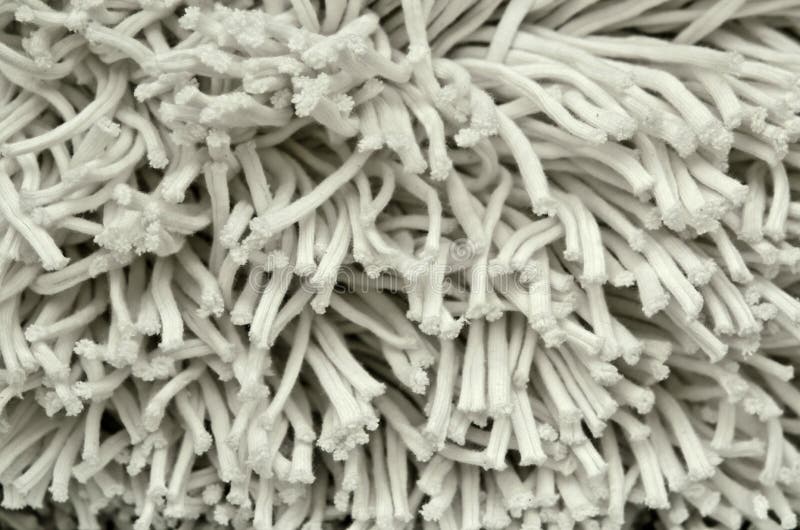 White fabric mop texture stock photo. Image of fabric - 33849964