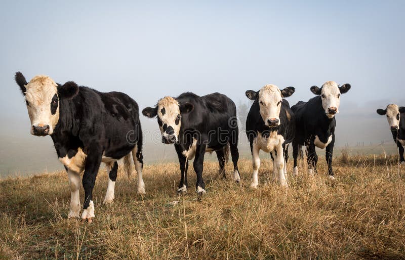 White Face Beef Cattle in Dry Brown Paddock during Drought Stock Image ...