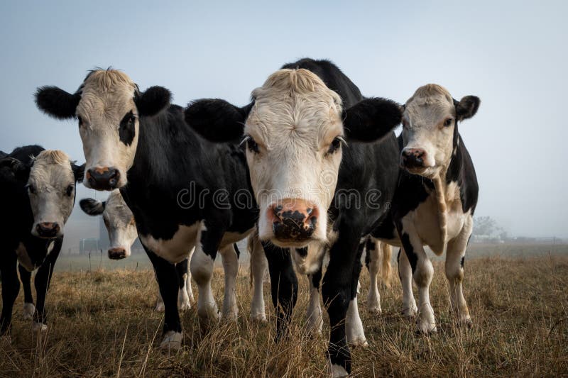 White Face Beef Cattle in Dry Brown Paddock during Drought Stock Photo ...