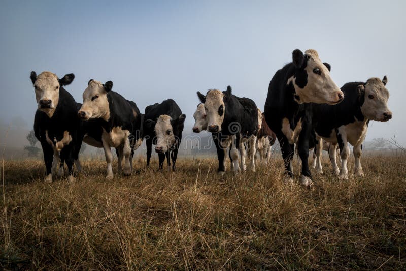 White Face Beef Cattle in Dry Brown Paddock during Drought Stock Image ...