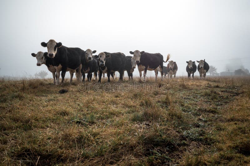White Face Beef Cattle in Dry Brown Paddock during Drought Stock Photo ...