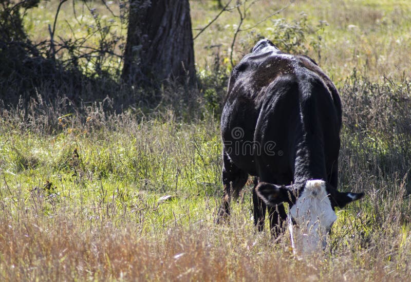 White Face Black Cow Eating in Field Closeup Stock Photo - Image of ...