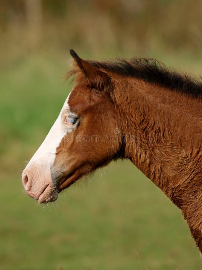 White Face Foal stock photo. Image of chestnut, foal - 24564620