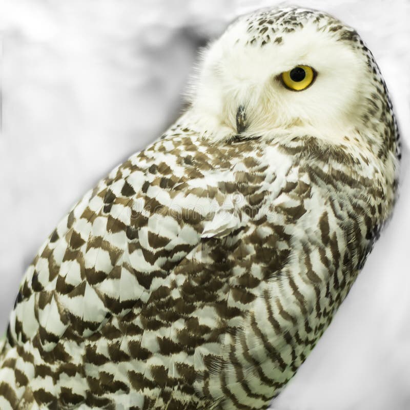 White face owl stock image. Image of side, horizontal - 55262745