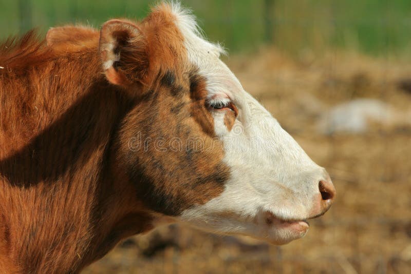 White-faced beef cow stock photo. Image of country, meat - 9052276