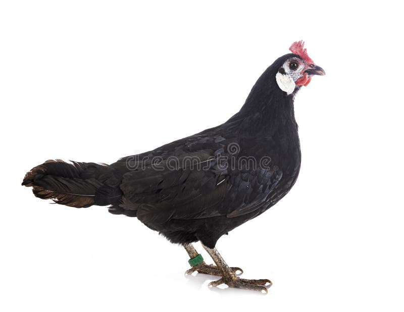 White Faced Spanish Hen Stock Photos - Free & Royalty-Free Stock Photos ...