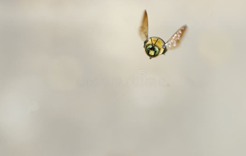 White Faced Bumble Bee Flying Toward the Camera. Stock Image - Image of ...
