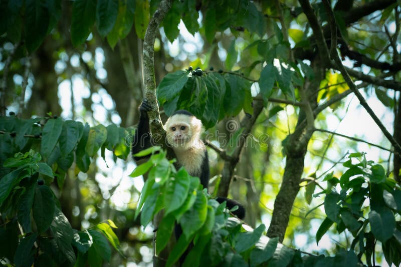 White-faced Capuchin (Cebus Capucinus), Costa Rica Stock Photo - Image ...