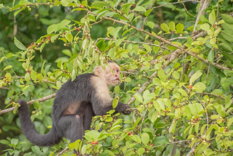 White-faced Capuchin in Costa Rica Stock Image - Image of mangrove ...