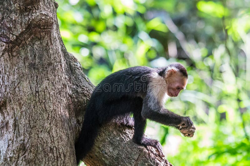 White Faced Capuchin Hitting a Nut on a Tree Stock Image - Image of ...