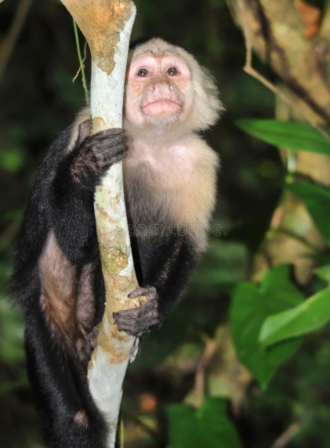 White Faced Capuchin Monkey Stock Photo - Image of capuchin, hair: 14039690