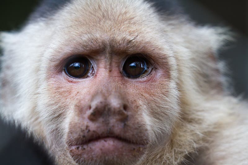 White-Faced or Capuchin Monkey - Cebus Capucinus Stock Photo - Image of ...