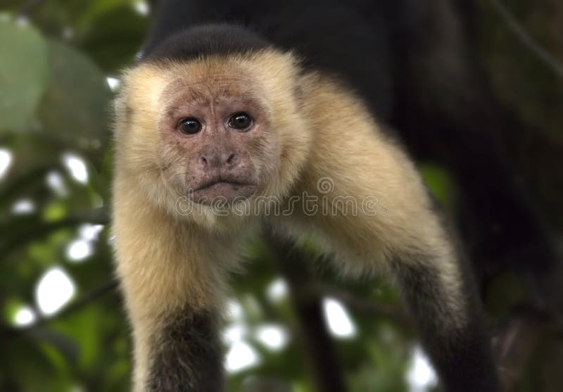 White-faced Capuchin Monkey Stock Photo - Image of jungle, wildlife ...