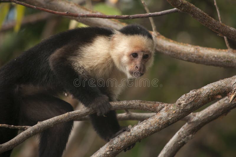 Capuchin Monkey side stock image. Image of branch, white - 58277541