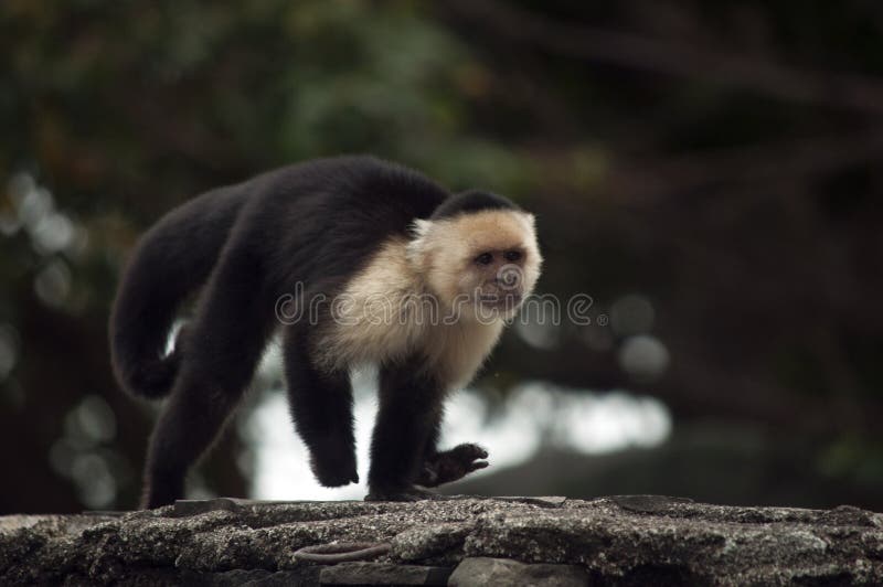 stock image. Image of tropical, capuchin, tail, rainforest - 58277539