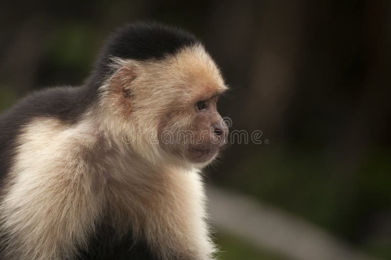 Capuchin Monkey Side Profile Stock Photos - Free & Royalty-Free Stock ...