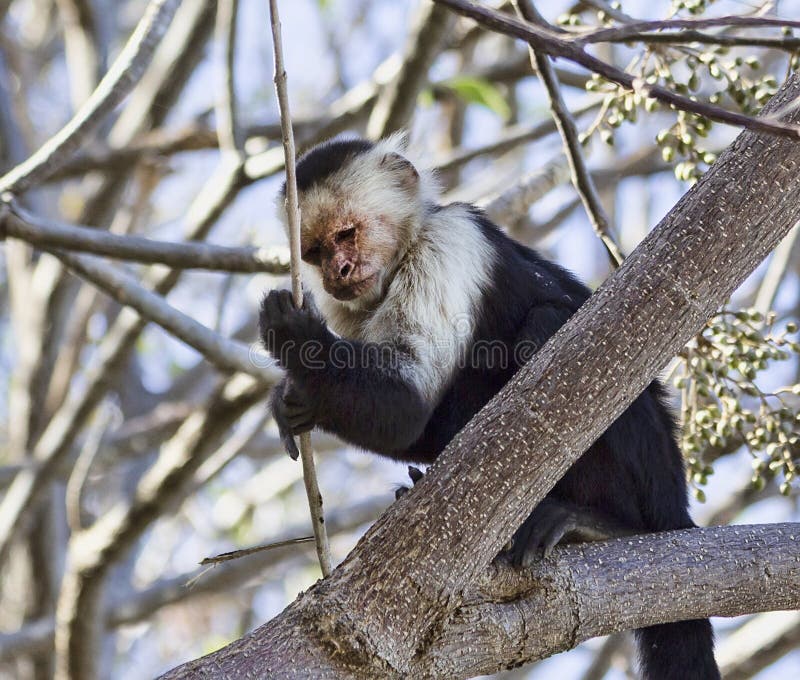 White Faced Capuchin Monkey in a Tree Stock Photo - Image of tropical ...