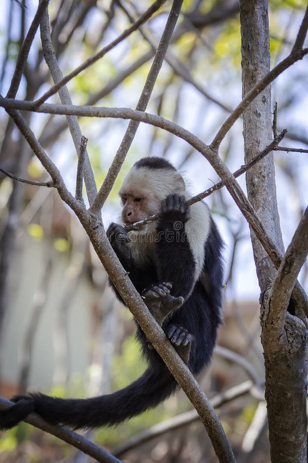 White Faced Capuchin Monkey in a Tree Stock Photo - Image of tropical ...