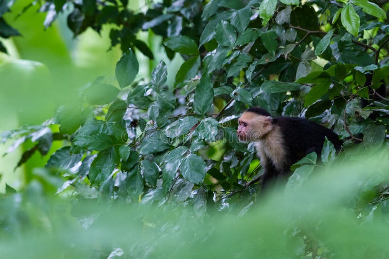 White-Faced or Capuchin Monkey - Cebus Capucinus Stock Photo - Image of ...