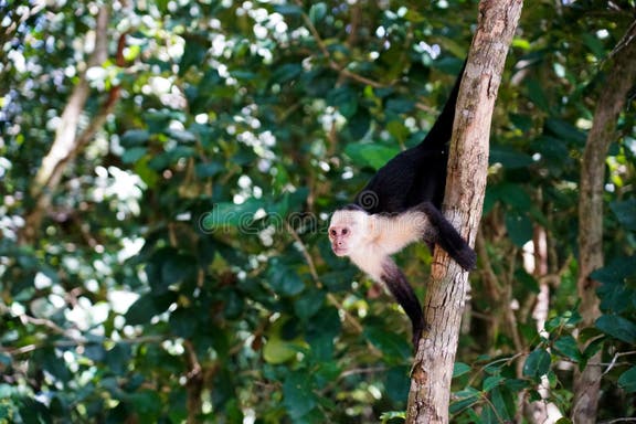 White Faced Capuchin Hanging from a Tree Jungle Trunk Stock Image ...