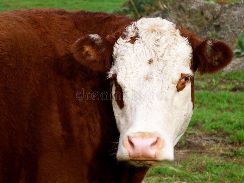 White Faced Cow stock image. Image of white, animal, markings - 16279947