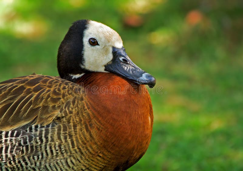 White-faced Duck #1 stock photo. Image of whistling, nature - 2381934