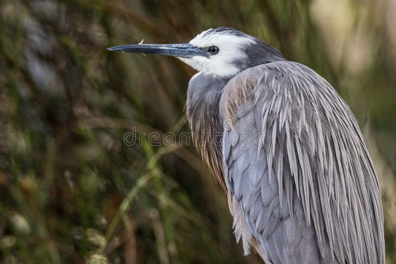 White-faced Heron in Victoria, Australia Stock Photo - Image of ...