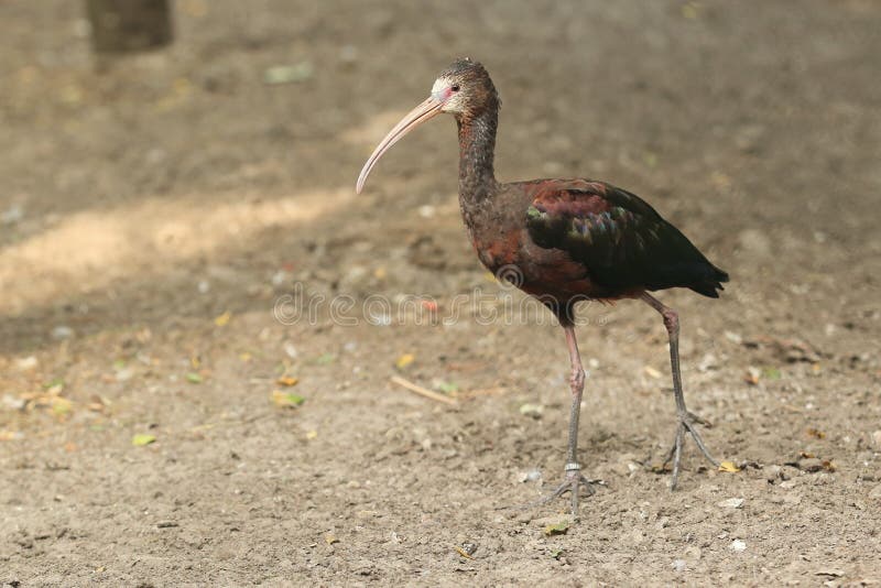 White-faced ibis stock image. Image of chihi, strolling - 120935907