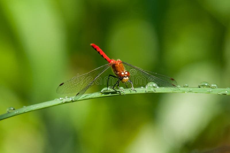 White-faced Meadowhawk stock image. Image of green, wildlife - 36830815