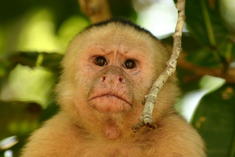 White faced monkey stock photo. Image of costa, face, cappuccine - 669514