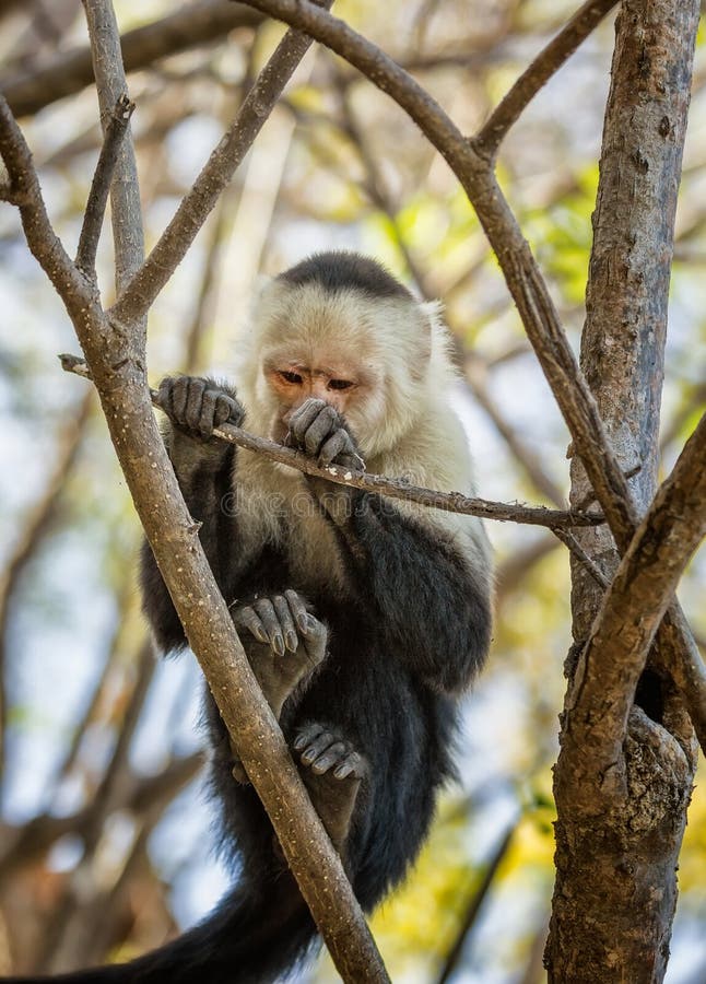 White-Faced Monkey stock image. Image of tropics, wildlife - 38926747